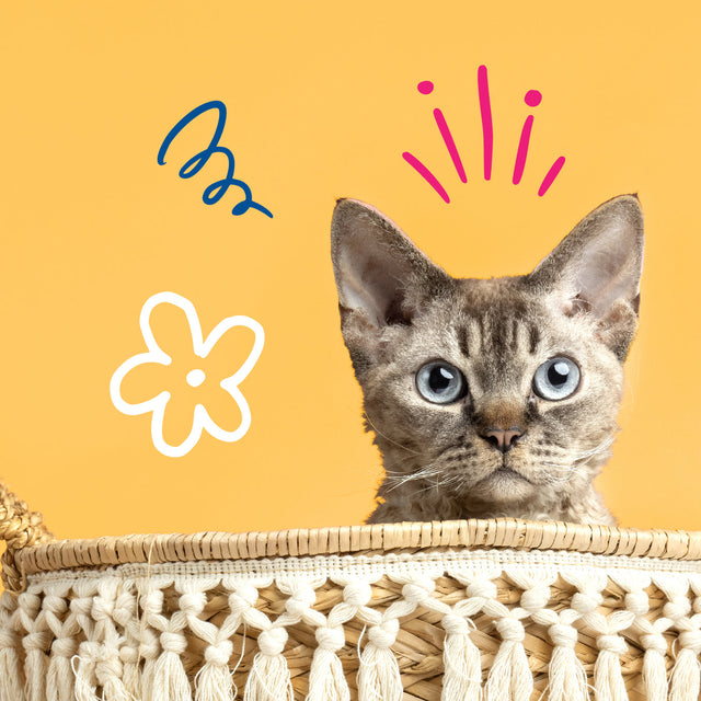 Pet Food & Pet Shop in Essex, Hertfordshire | Online Pet Shops UK – Fin ...